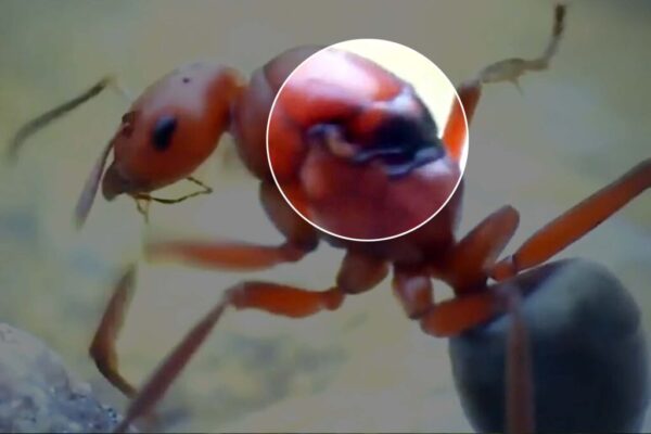5 Easy Ways To Tell The Difference Between A Queen Ant And A Worker Ant ...