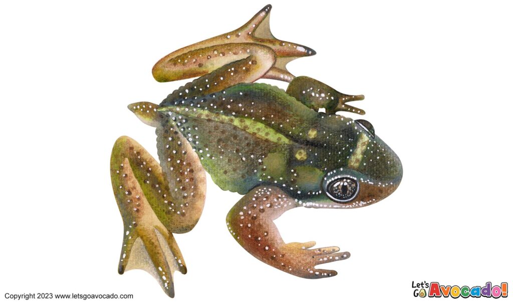 Rocky Mountain Tailed Frog - Let's Go Avocado!