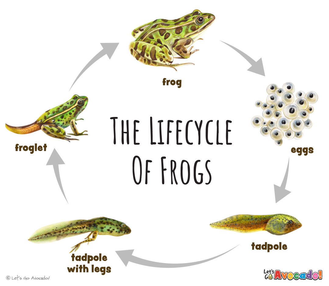 The Amazing Lifecycle Of Frogs And Toads - Let's Go Avocado!
