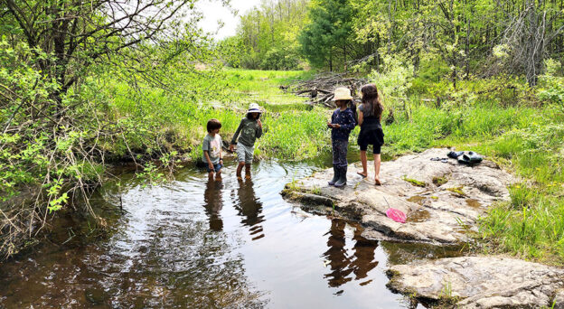 4 Slimy But Fascinating Facts About Frog And Toad Eggs - Let's Go Avocado!