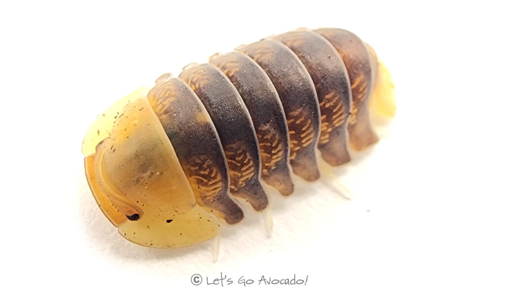 Rubber Ducky - Let's Go Avocado!