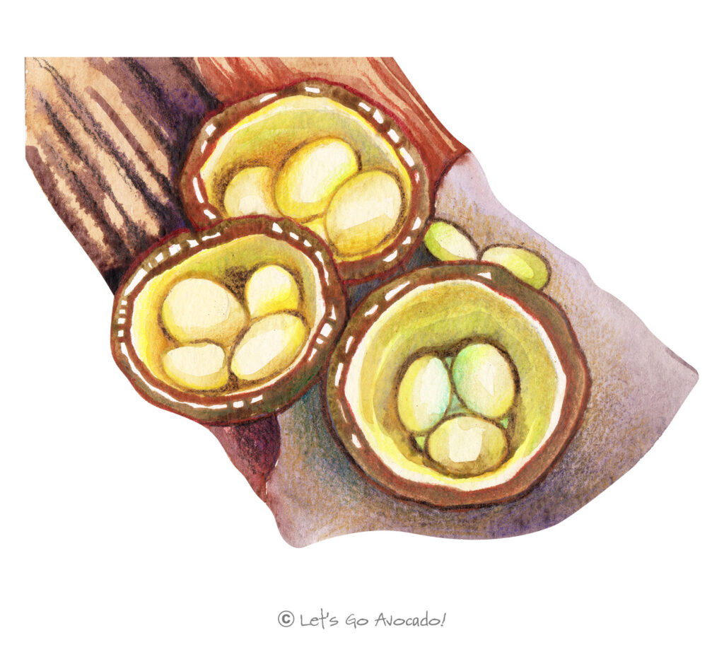 Bird's Nest Fungi - Let's Go Avocado!