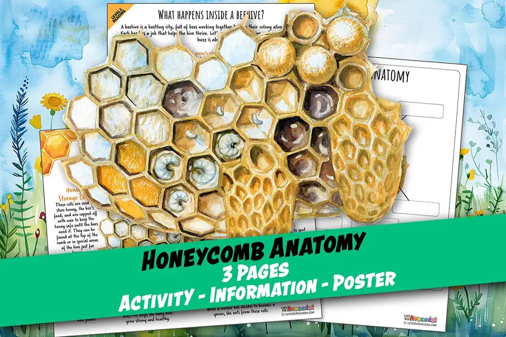 Honeycomb Anatomy - Let's Go Avocado!